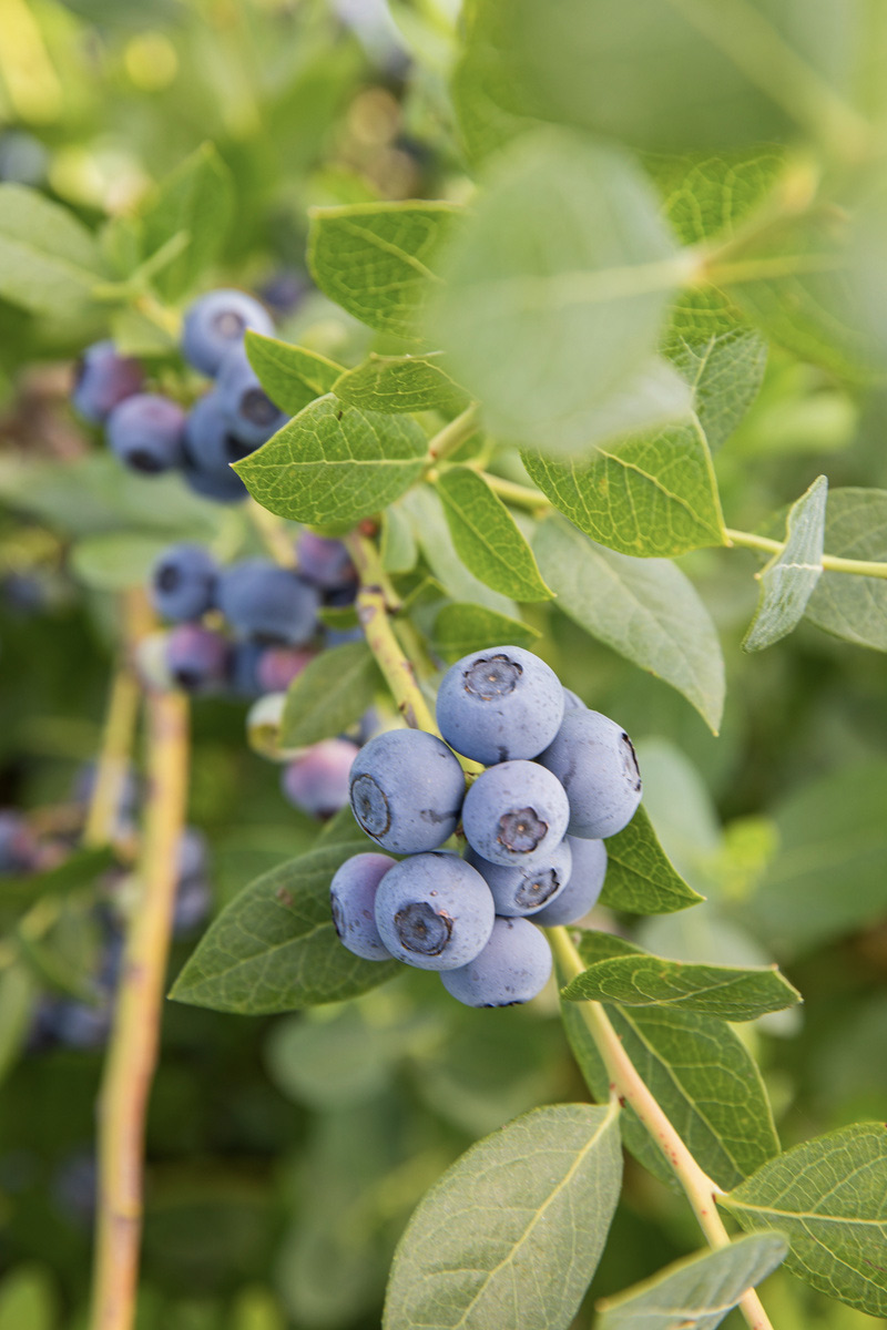 Home - California Blueberry Nursery