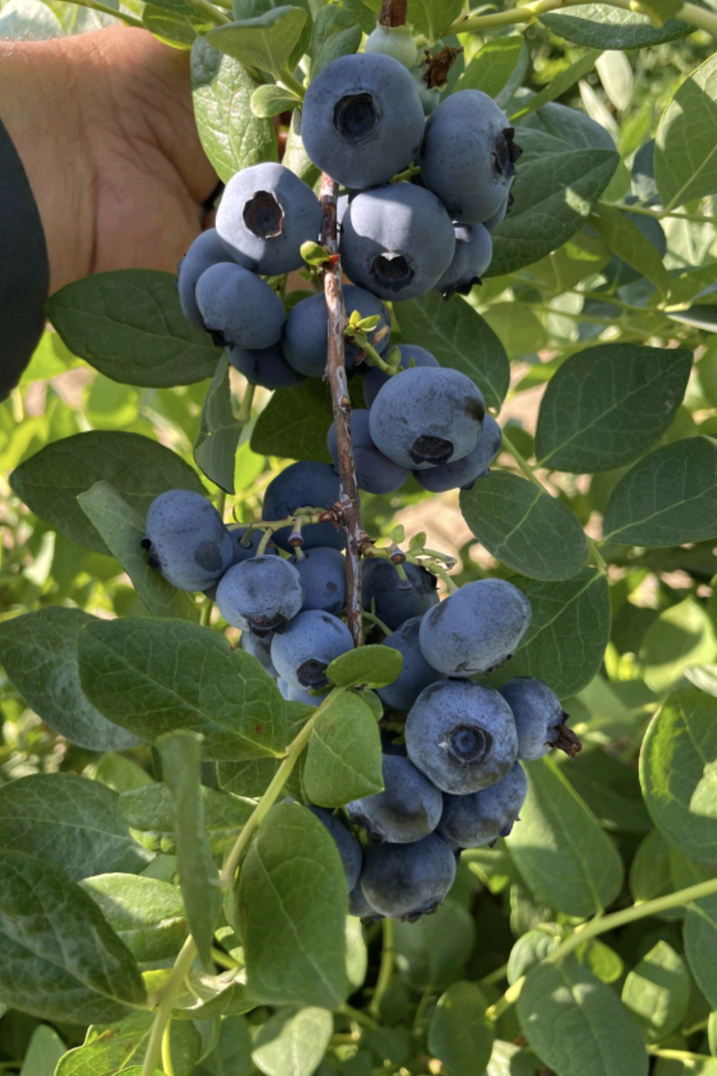 Blueberry Genetic Innovative Breeding - California Blueberry Nursery